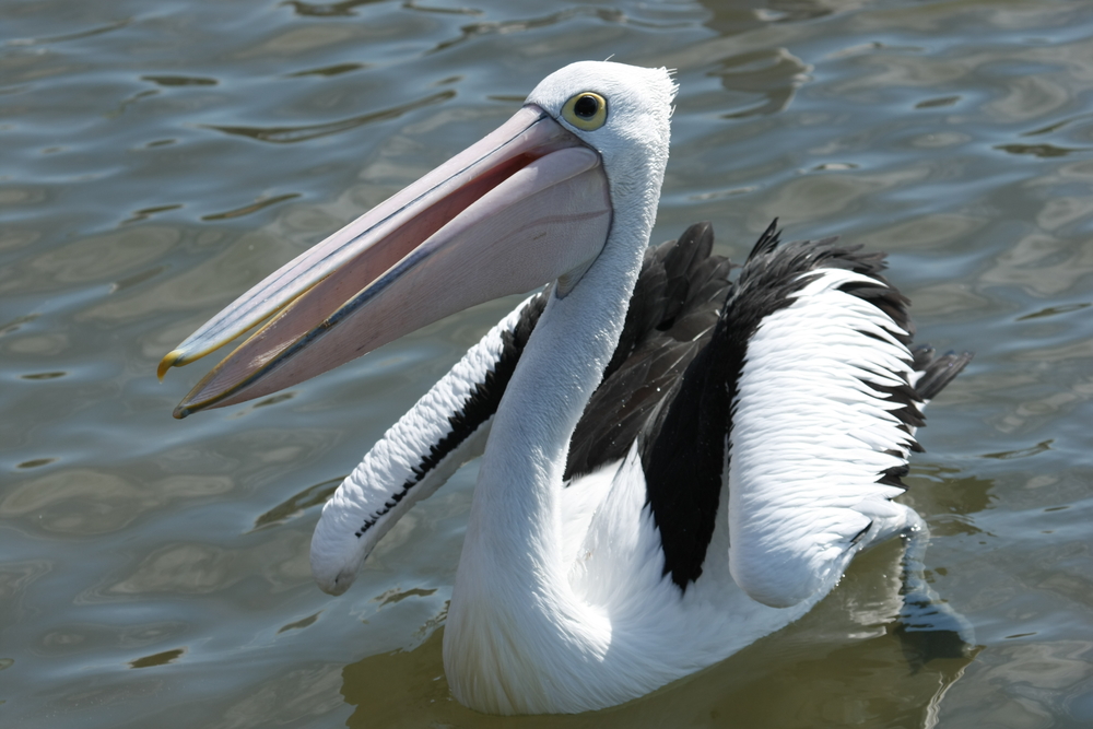 Visit the Pelicans - Mornington Peninsula Kids