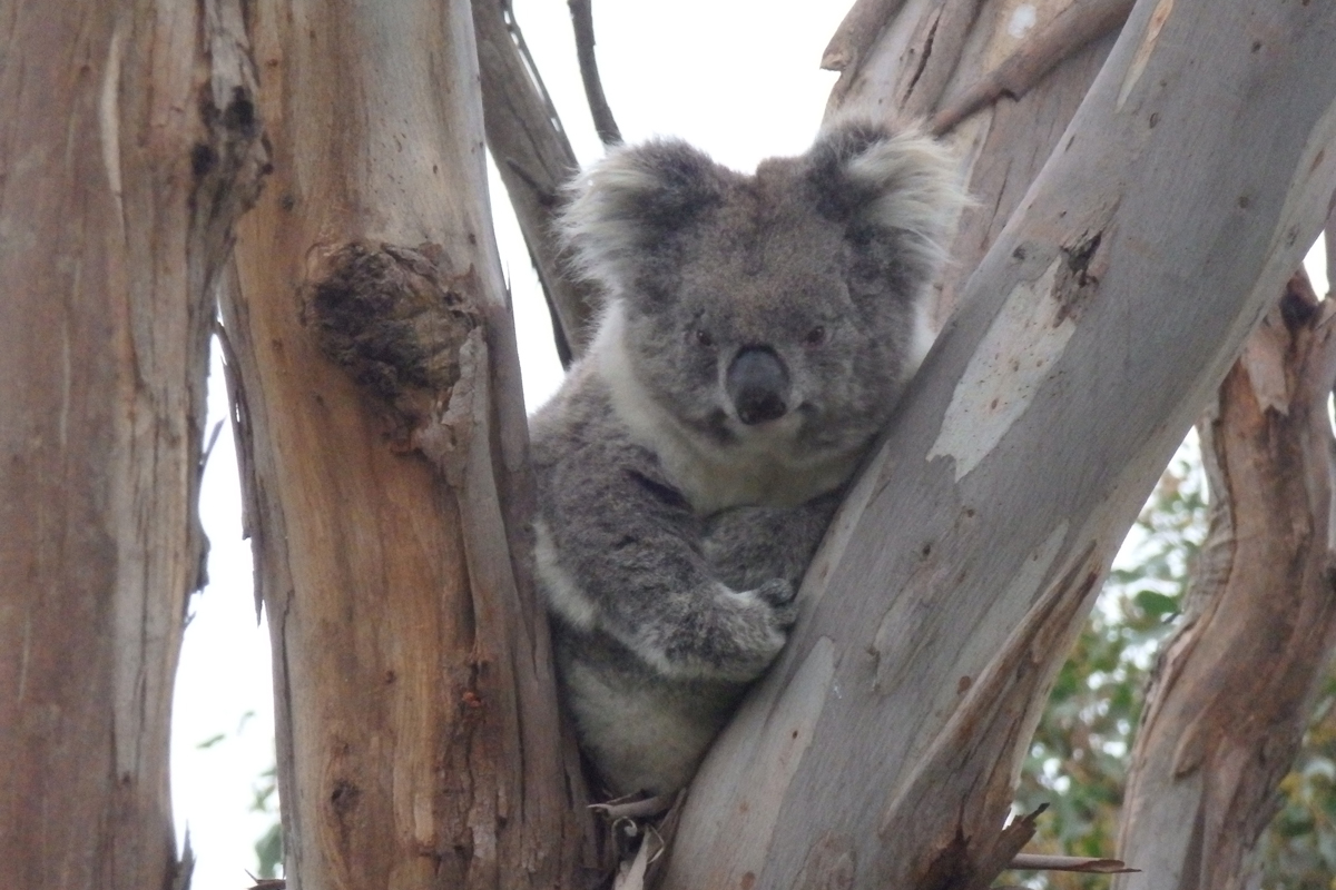 Backyard Koalas - Peninsula Kids
